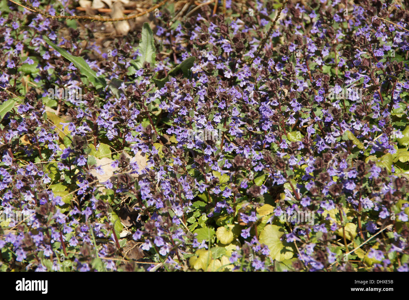 Creeping charlie hi-res stock photography and images - Alamy