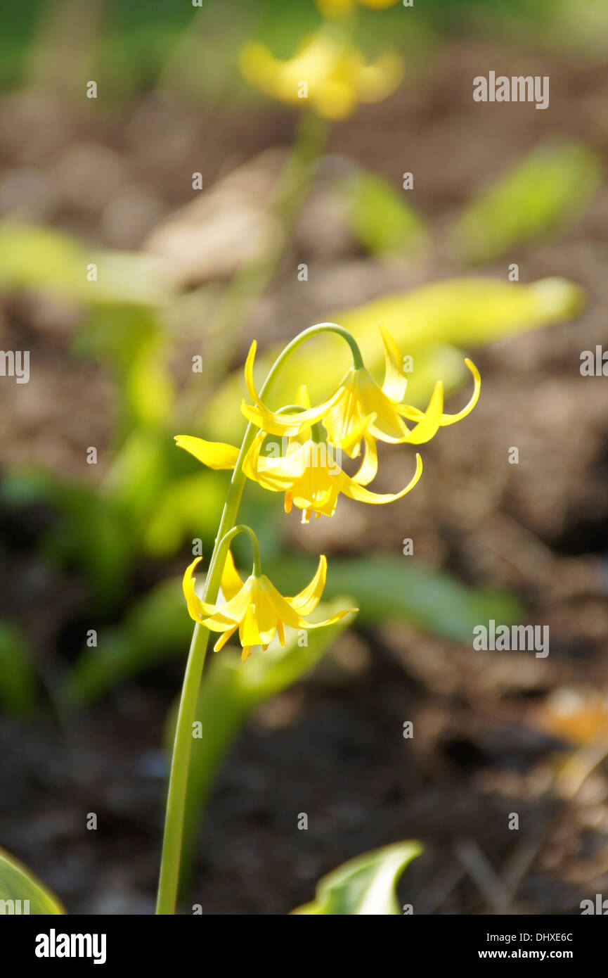 Dog’s tooth violets hi-res stock photography and images - Alamy