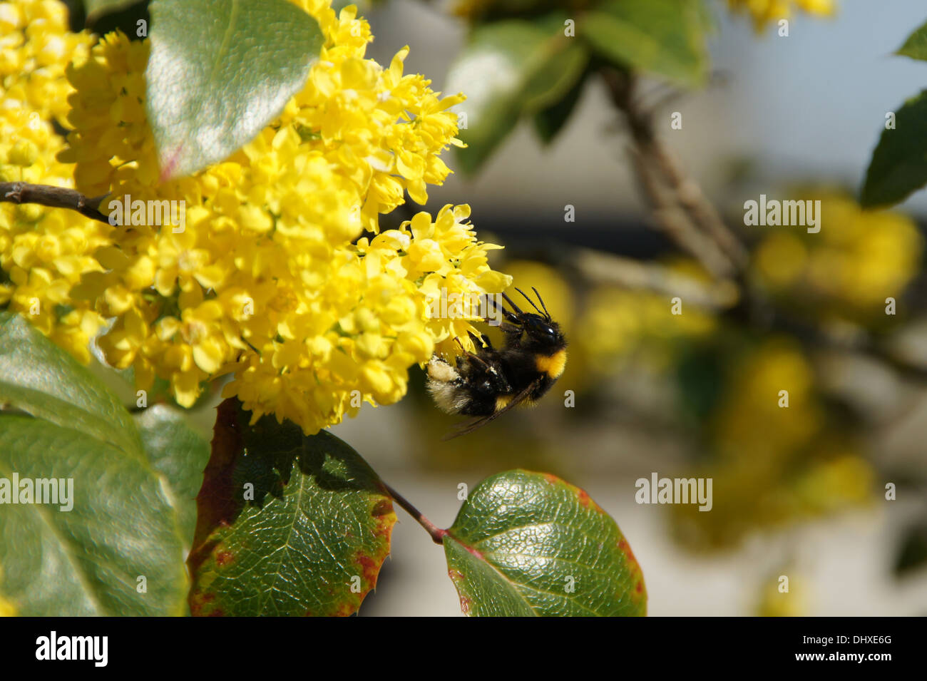 Oregongrape hi-res stock photography and images - Alamy