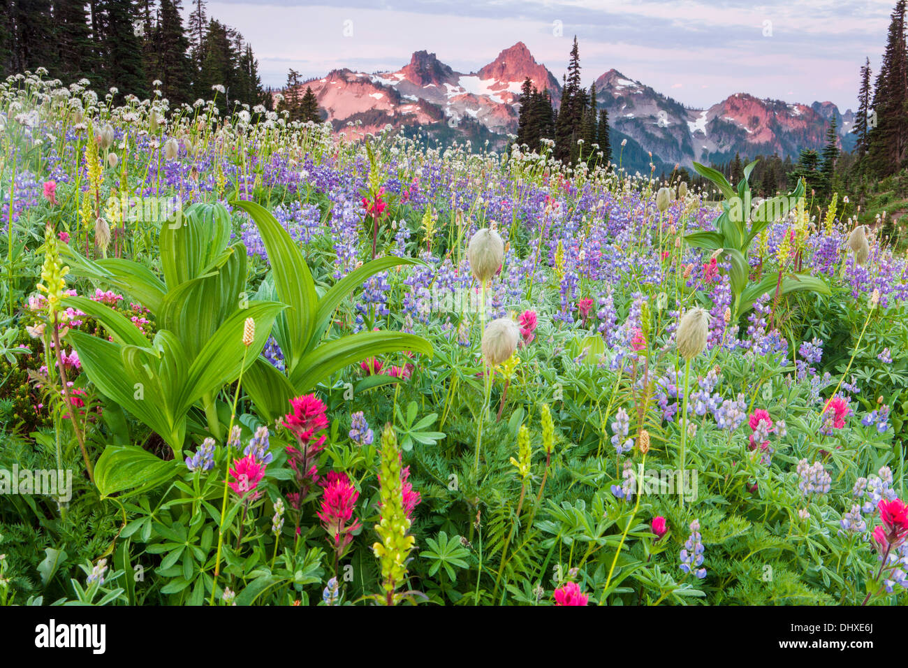Tatoosh mountains hi-res stock photography and images - Alamy