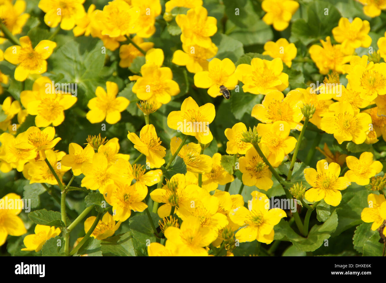 Kingcups hi-res stock photography and images - Alamy
