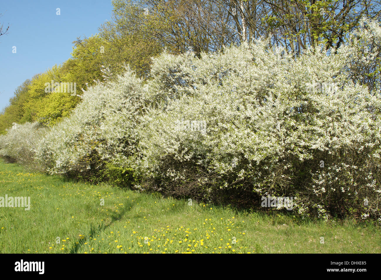 Prunus spinosa hedge garden hi-res stock photography and images - Alamy