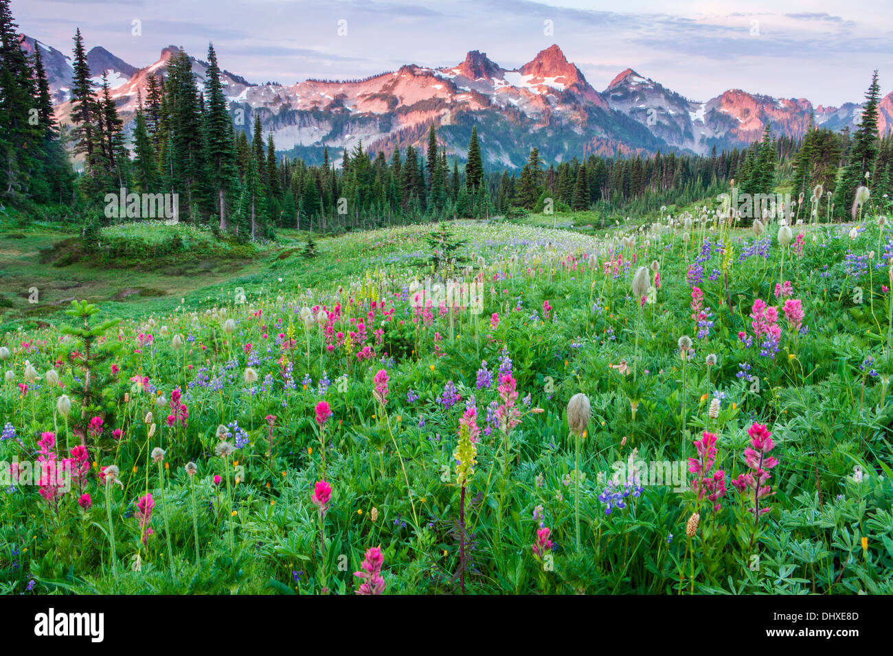 The Tatoosh Range above flower Meadows on Mazama Ridge, Mount Rainier ...