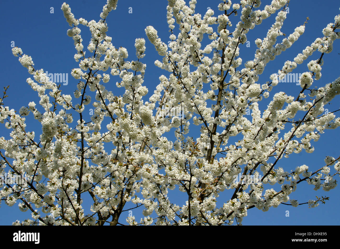 Sweet cherry trees Stock Photo - Alamy