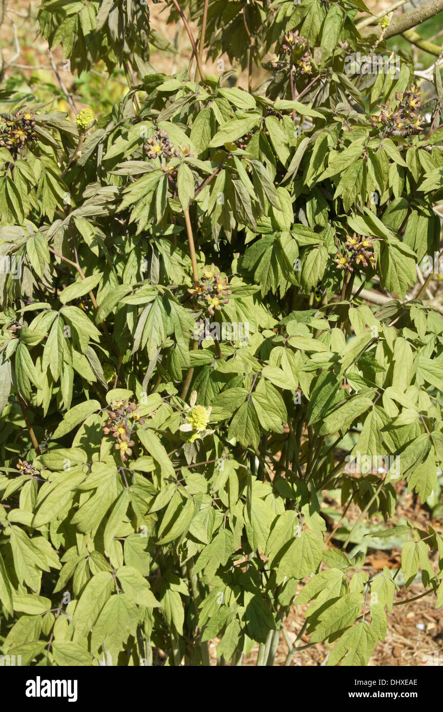 Squaw root hi-res stock photography and images - Alamy