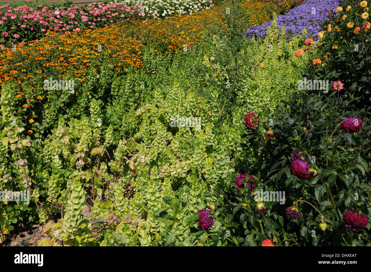 Shellflowers hi-res stock photography and images - Alamy