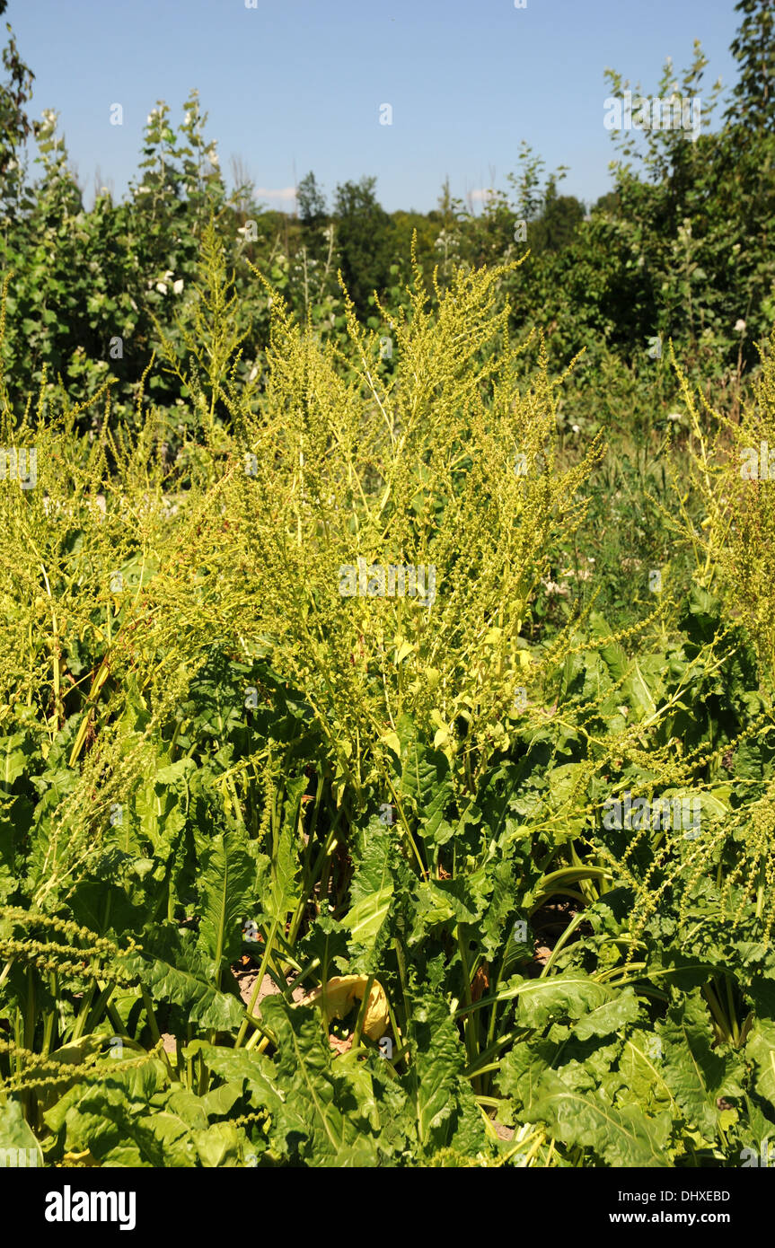 Sugar beet flowers hi-res stock photography and images - Alamy