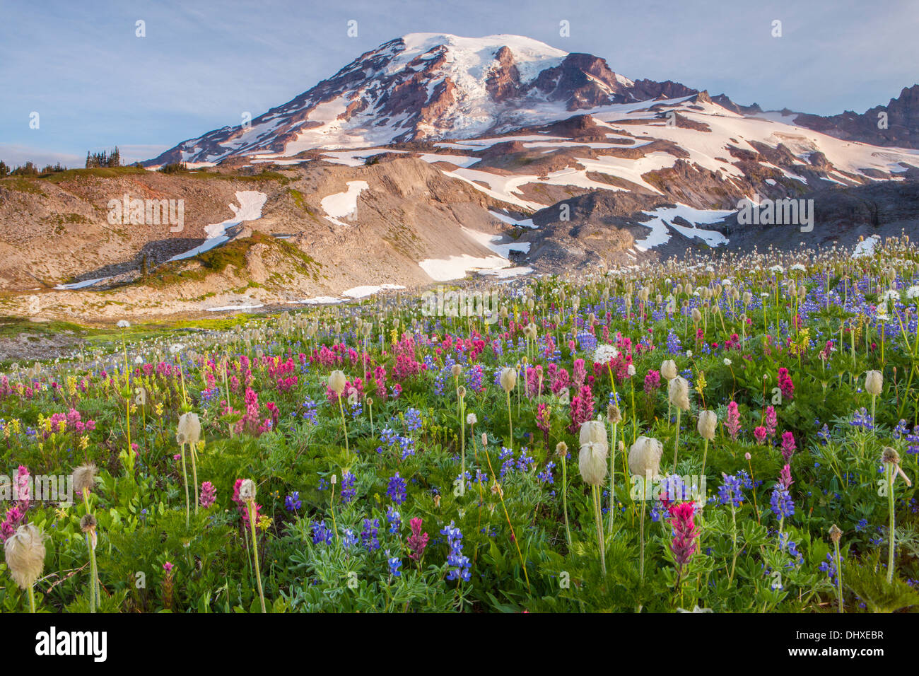 Mount Rainier above flower meadows on Mazama Ridge, Mount Rainier ...