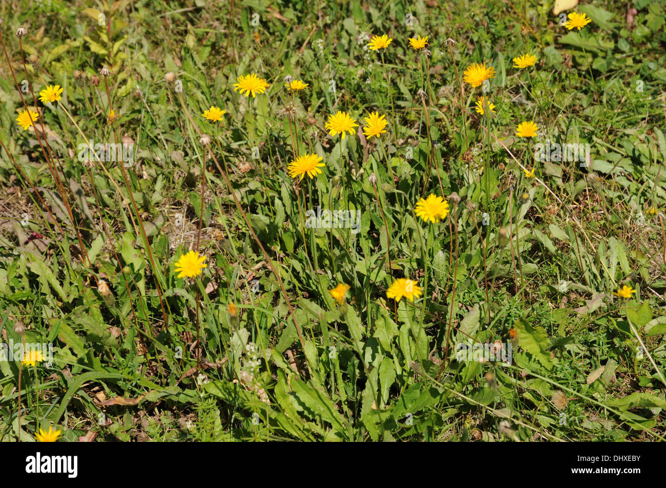 Hawkbits hi-res stock photography and images - Alamy