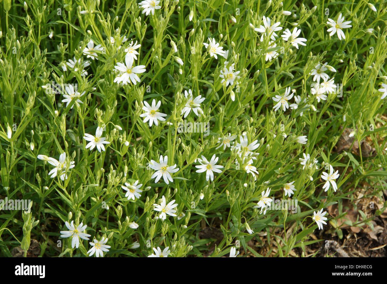 Greater stitchworts hi-res stock photography and images - Alamy