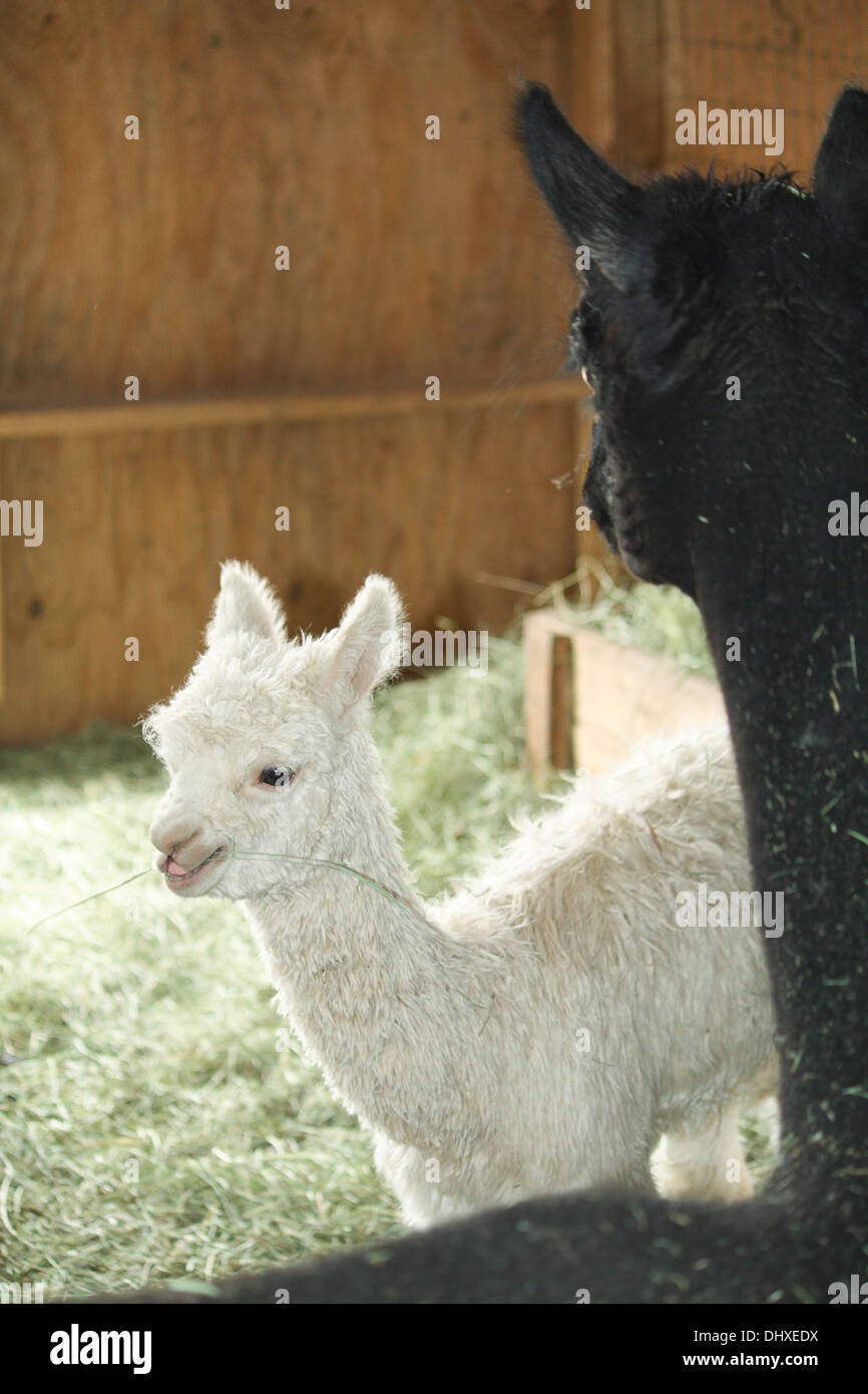 Baby alpacas hi-res stock photography and images - Alamy