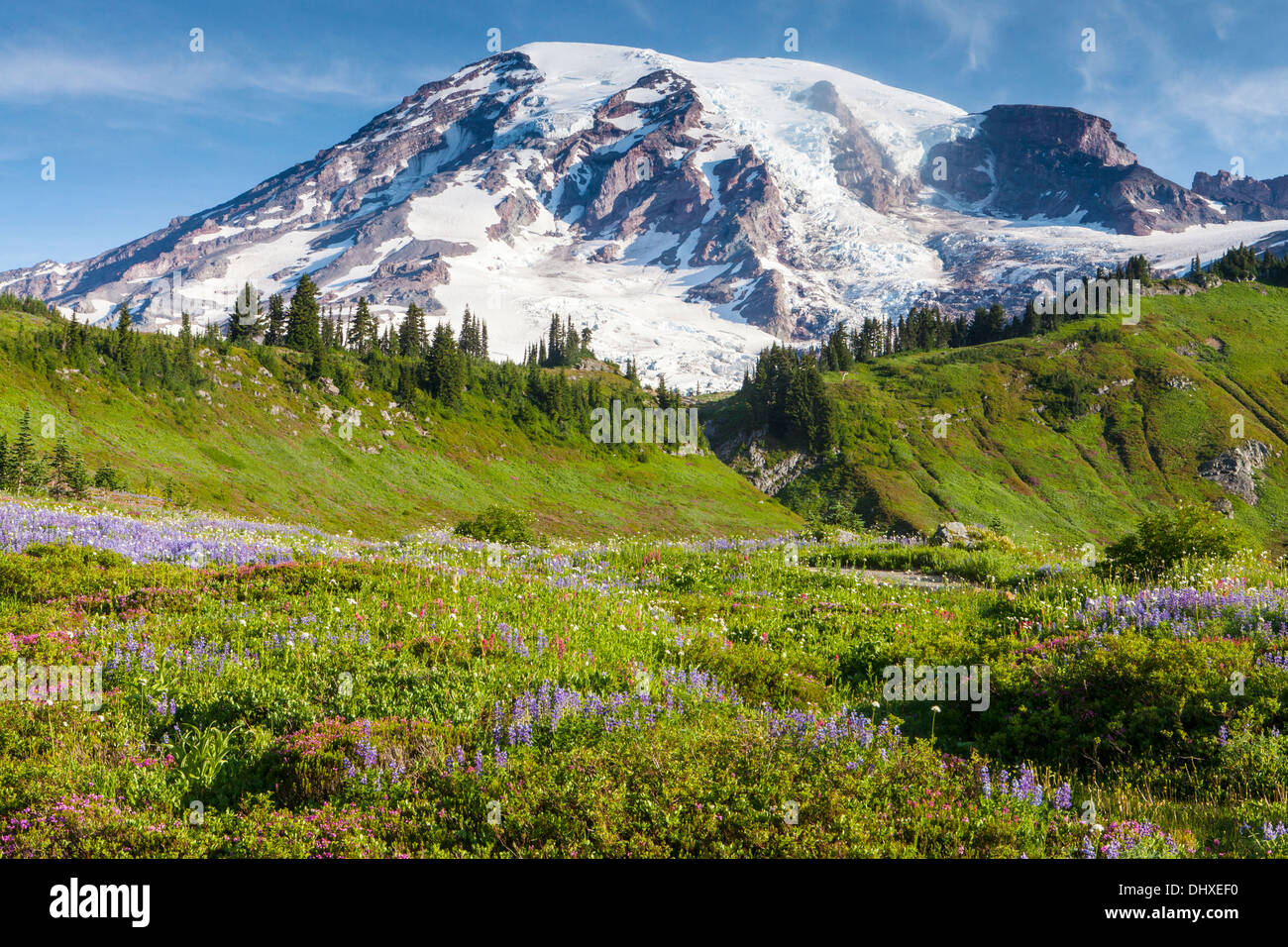 Mount Rainier above flowers meadows at Paradise, Mount Rainier National ...