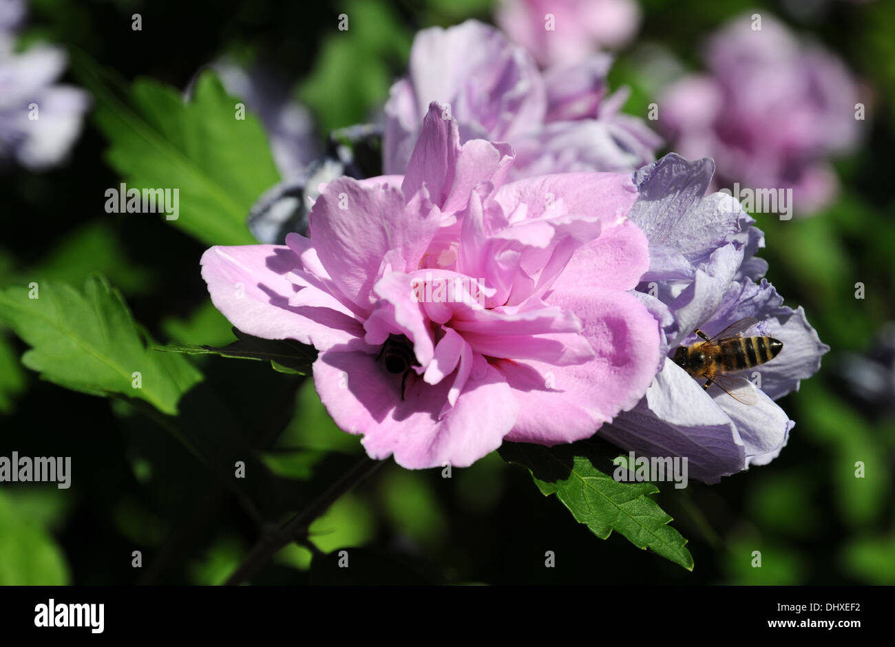 Shrub althea hi-res stock photography and images - Alamy