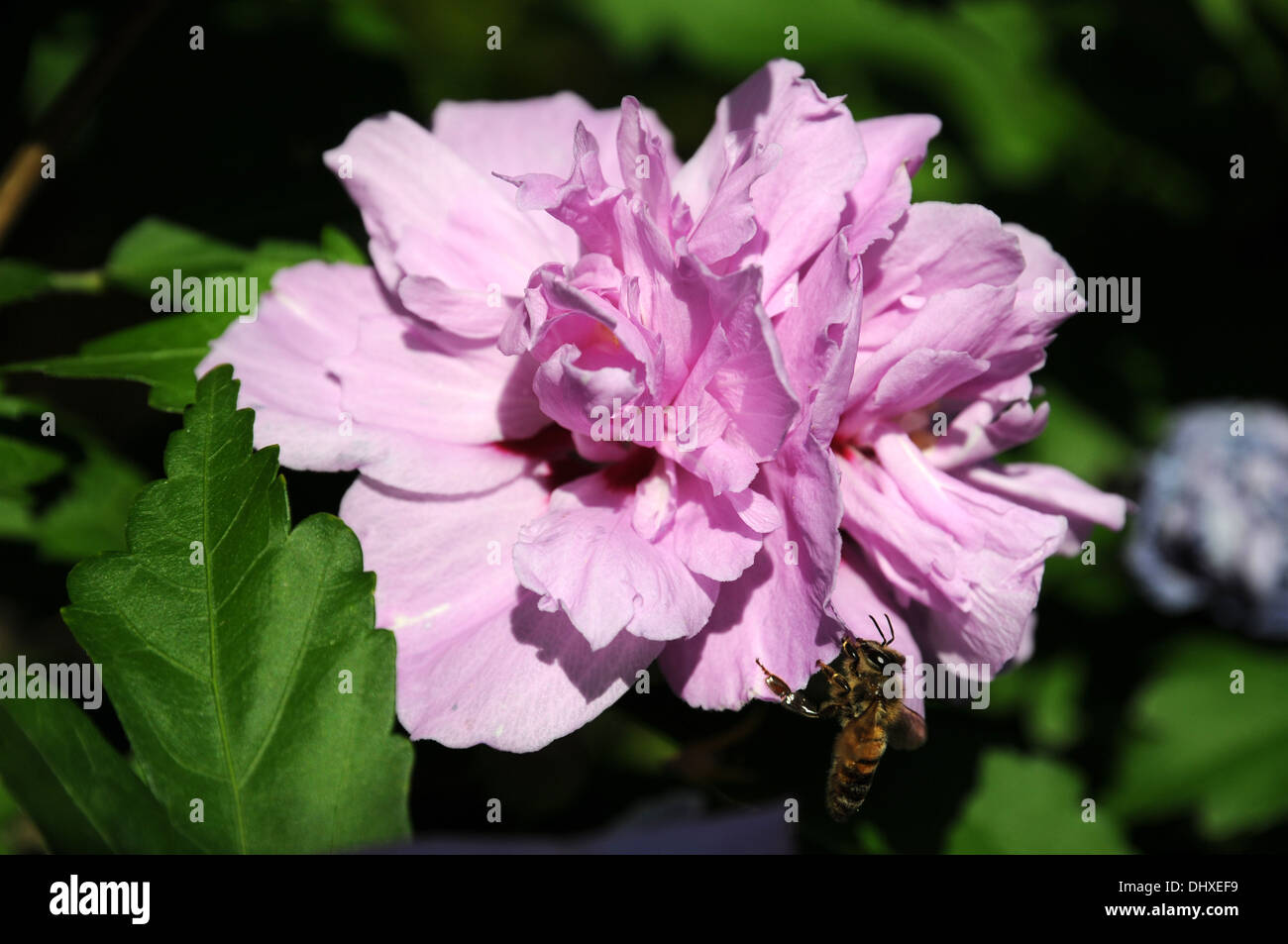 Shrub althea hi-res stock photography and images - Alamy