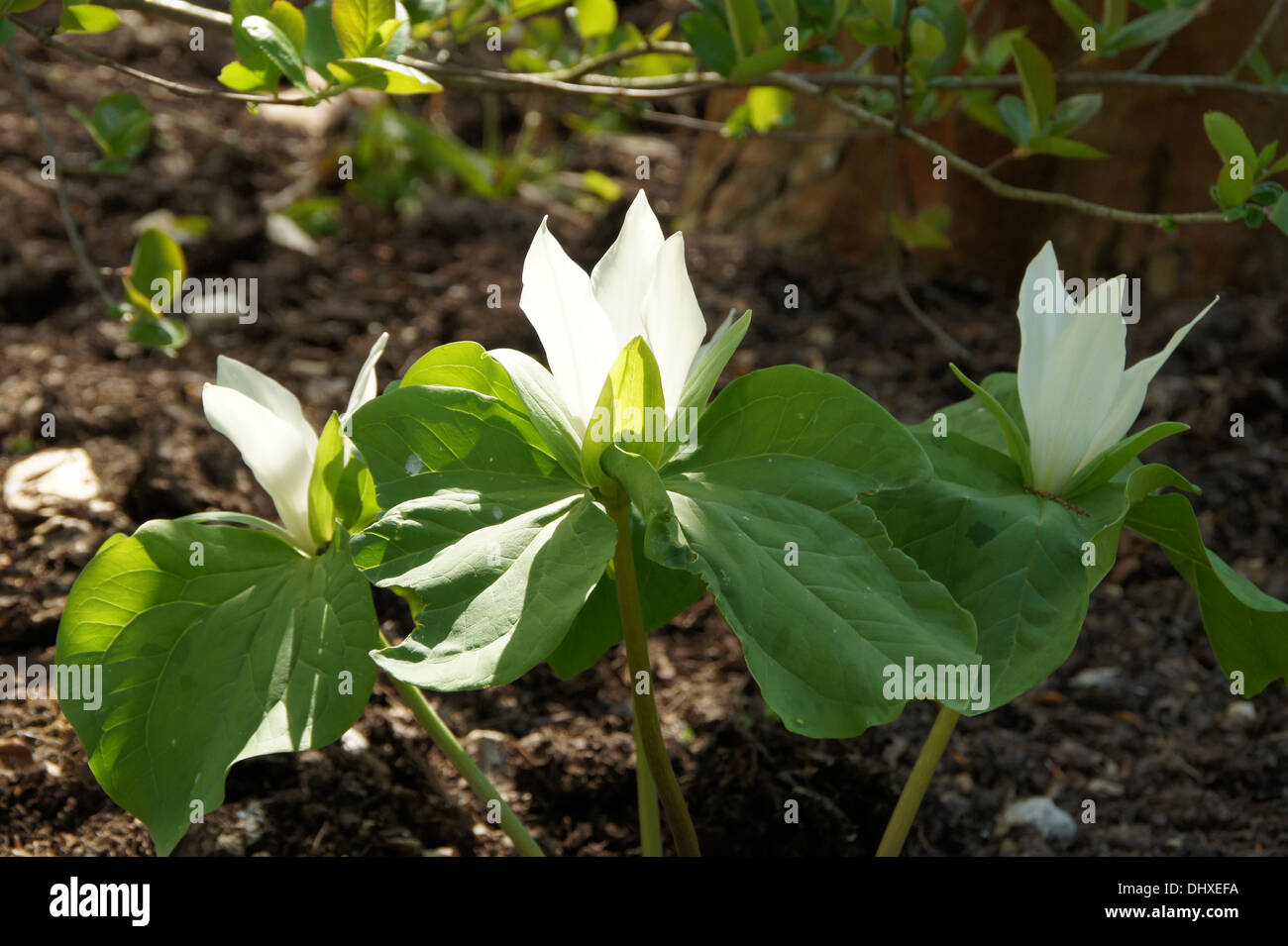 Trillium bulb hi-res stock photography and images - Alamy