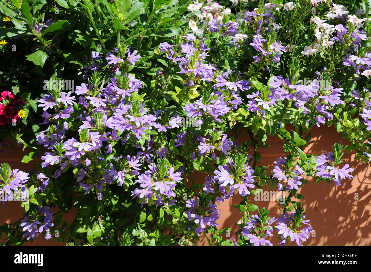 Fan flower hi-res stock photography and images - Alamy