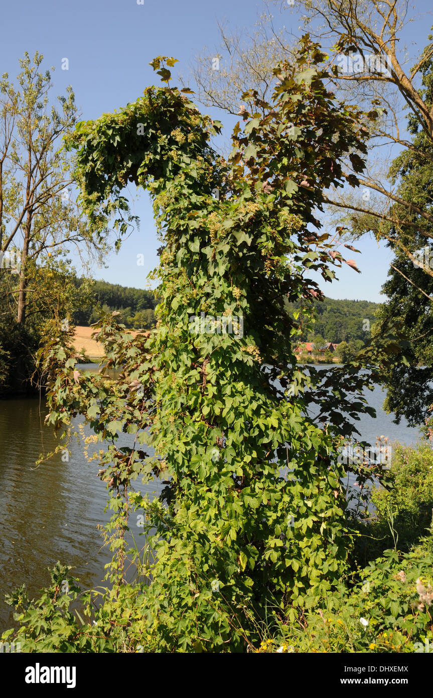 Wild hop, male plant Stock Photo - Alamy