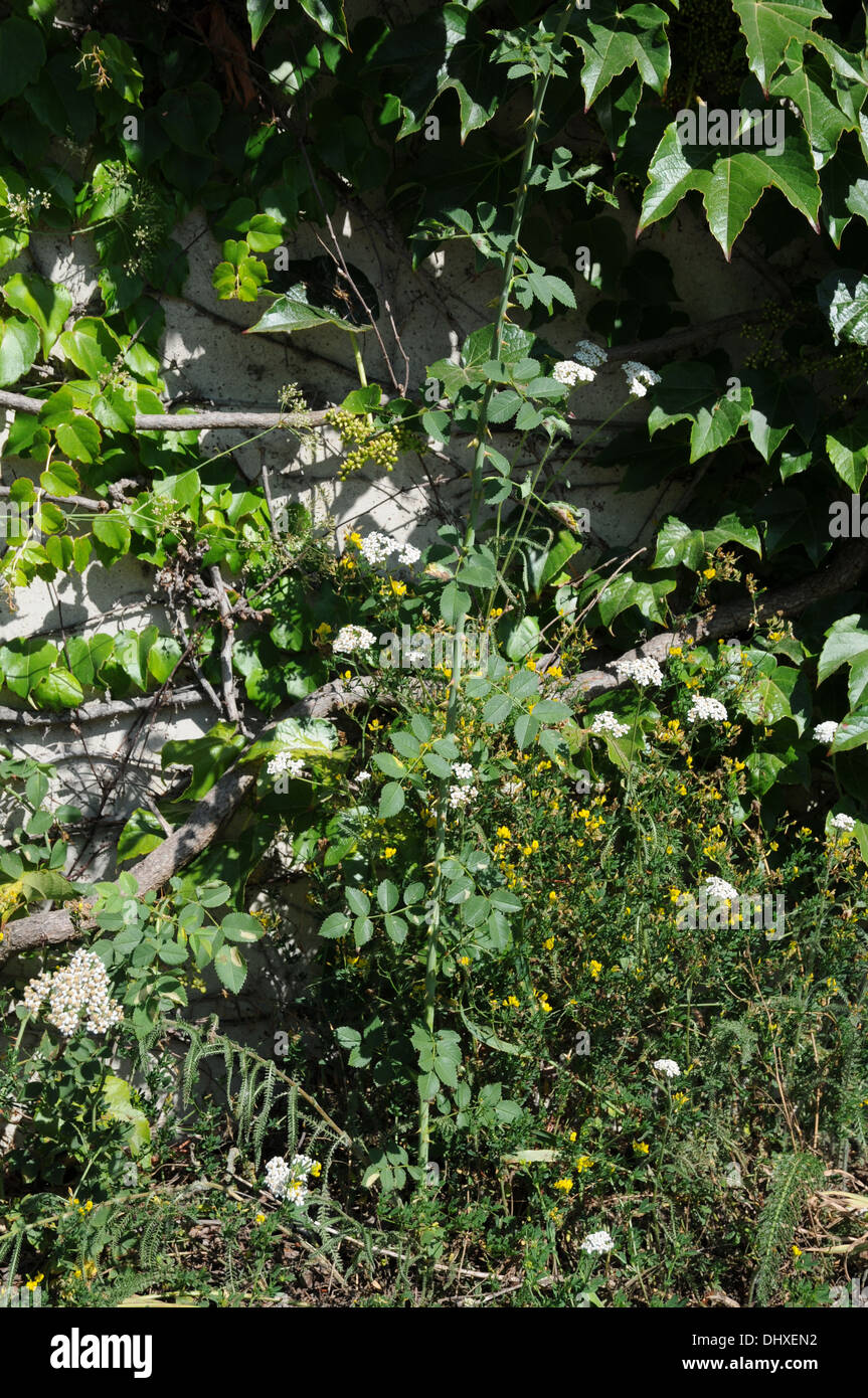 Dog rose seed hi-res stock photography and images - Alamy