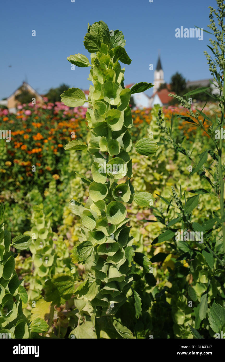 Shell flow hi-res stock photography and images - Alamy