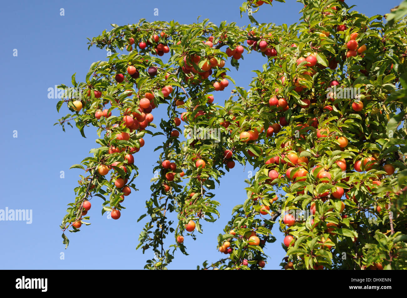 Wild cherry plums hi-res stock photography and images - Alamy
