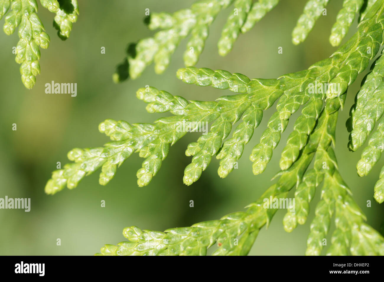 Thuja needles hi-res stock photography and images - Alamy