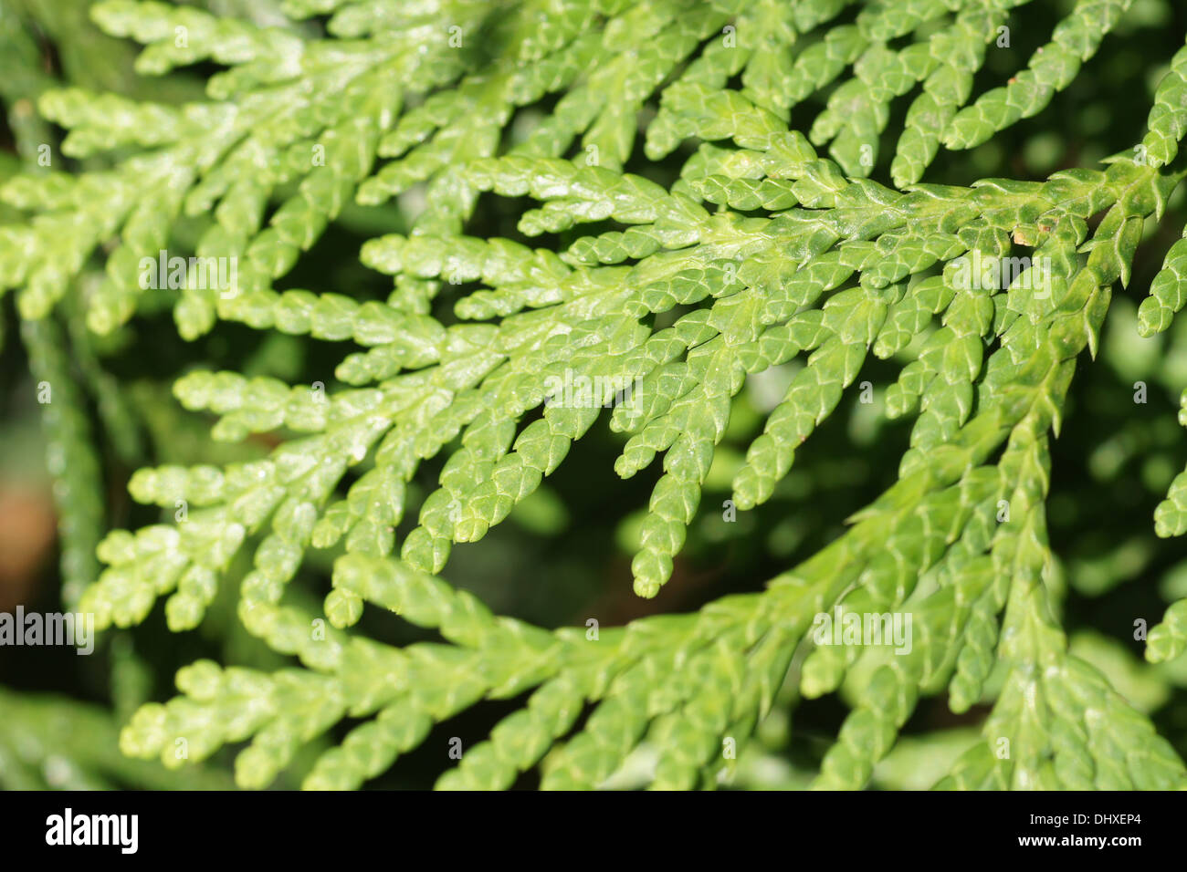 Thuja needles hi-res stock photography and images - Alamy