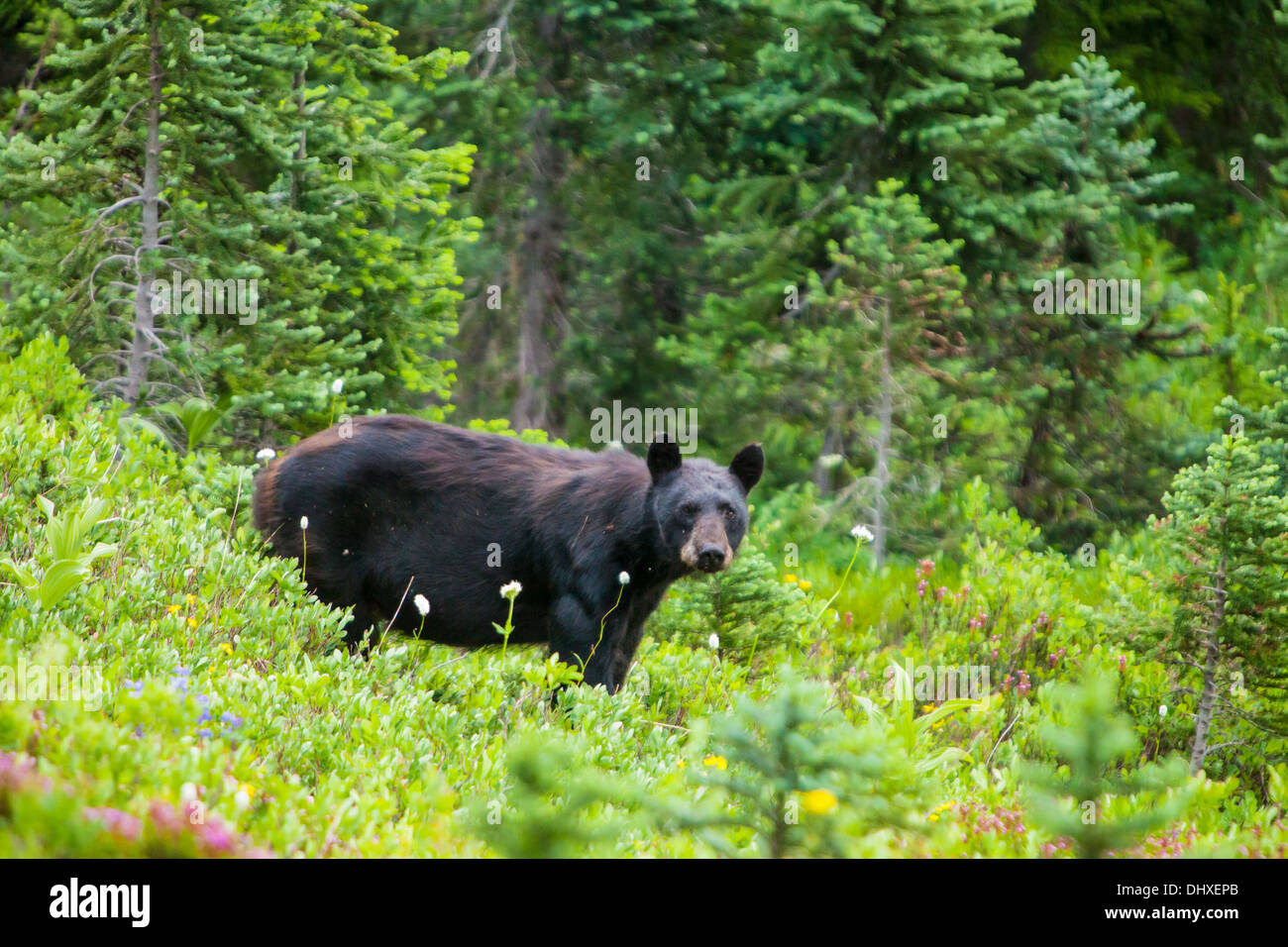 Bear paradise hi-res stock photography and images - Alamy