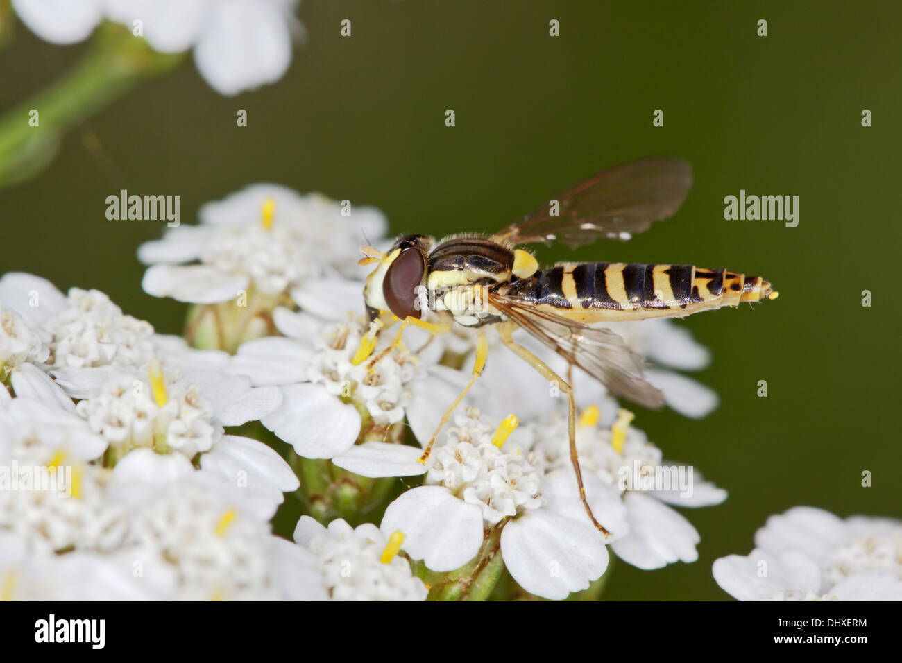 Sphaerophoria scripa, Hover Fly species Stock Photo - Alamy