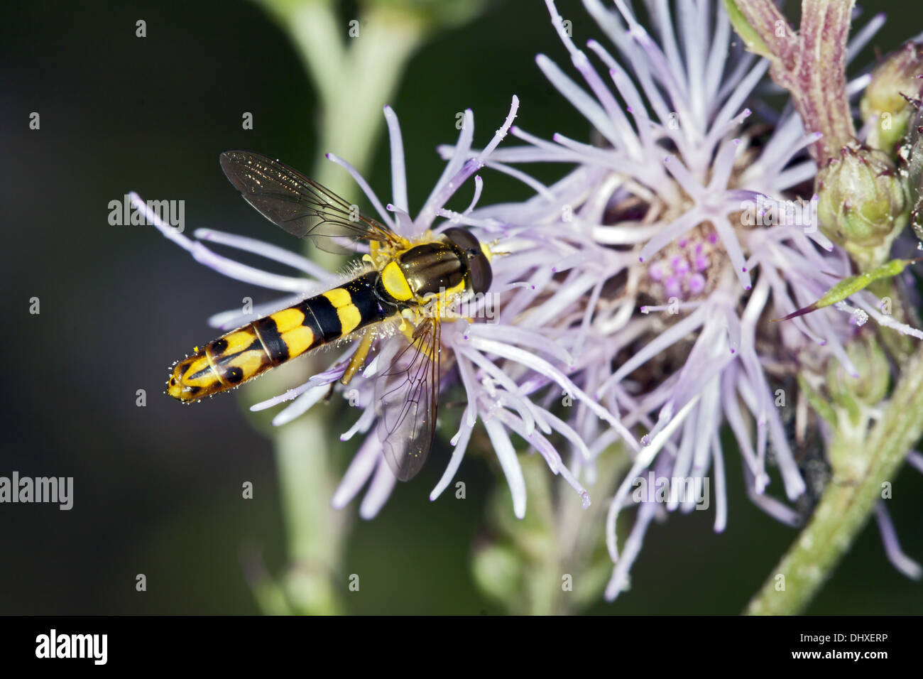 Sphaerophoria hi-res stock photography and images - Alamy