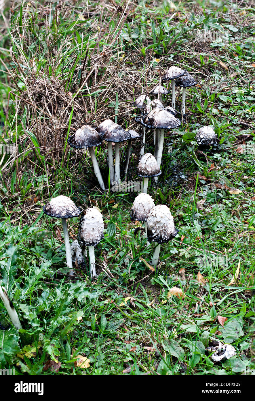 Shaggy Ink Cap fungi (Coprinus comatus Stock Photo - Alamy