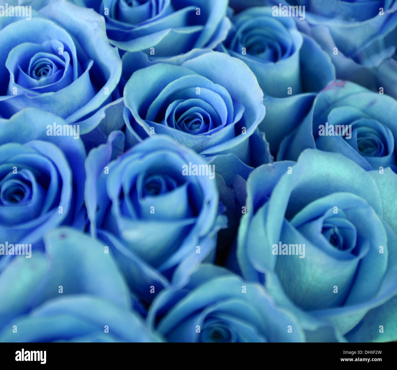 Blue roses bouquet Stock Photo - Alamy