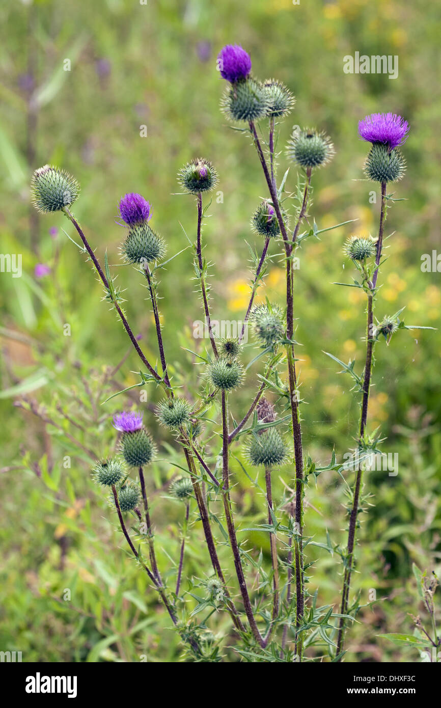 Spear thistle hi-res stock photography and images - Alamy