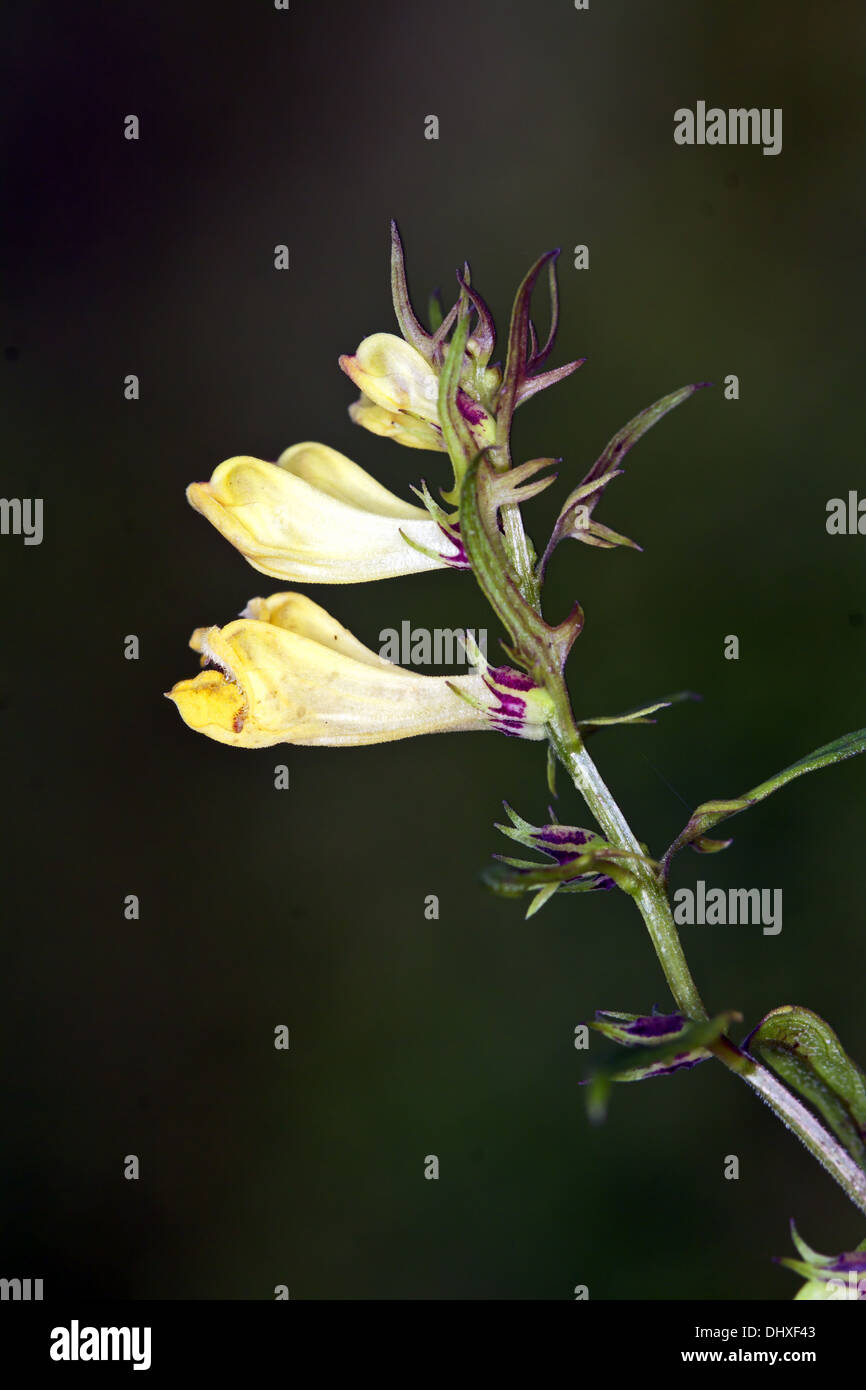 Melampyrum pratense, Common Cow-wheat Stock Photo - Alamy