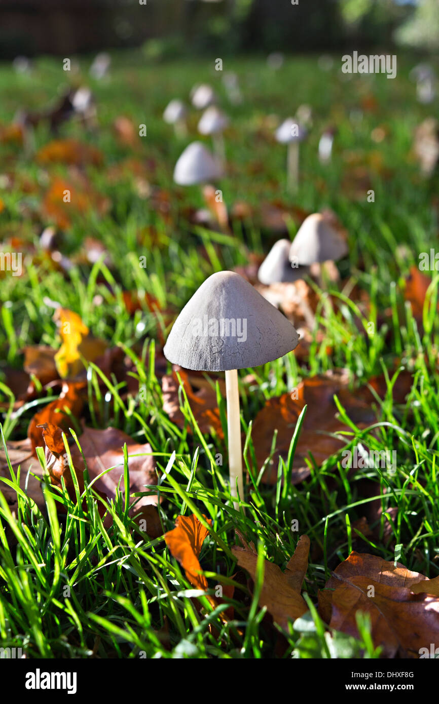 Angels bonnet hi-res stock photography and images - Alamy