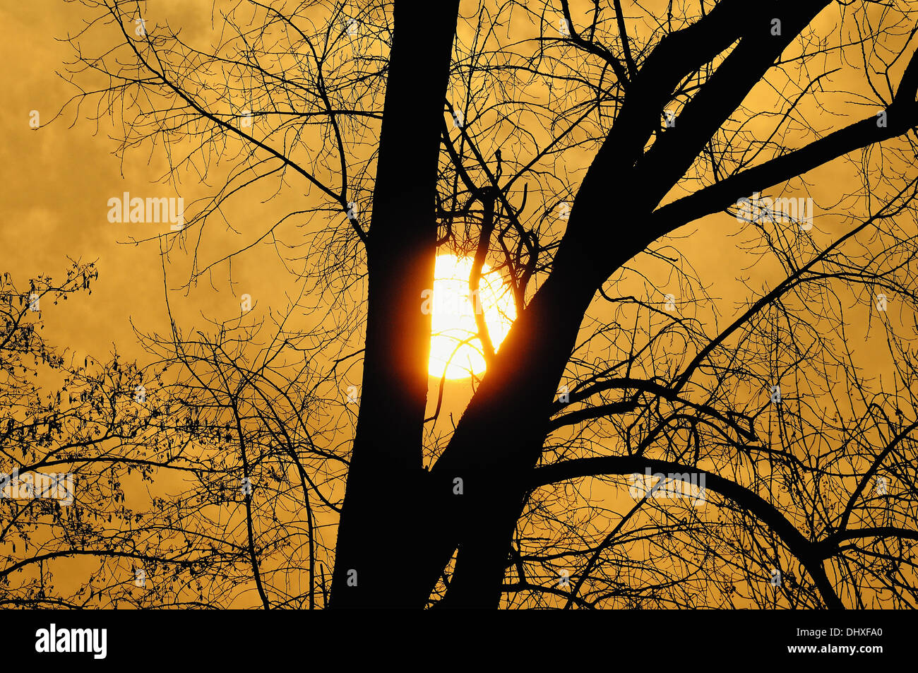Sun through the trees Stock Photo - Alamy