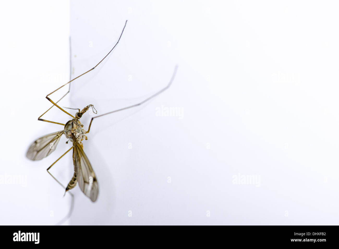 Crane flies hi-res stock photography and images - Alamy