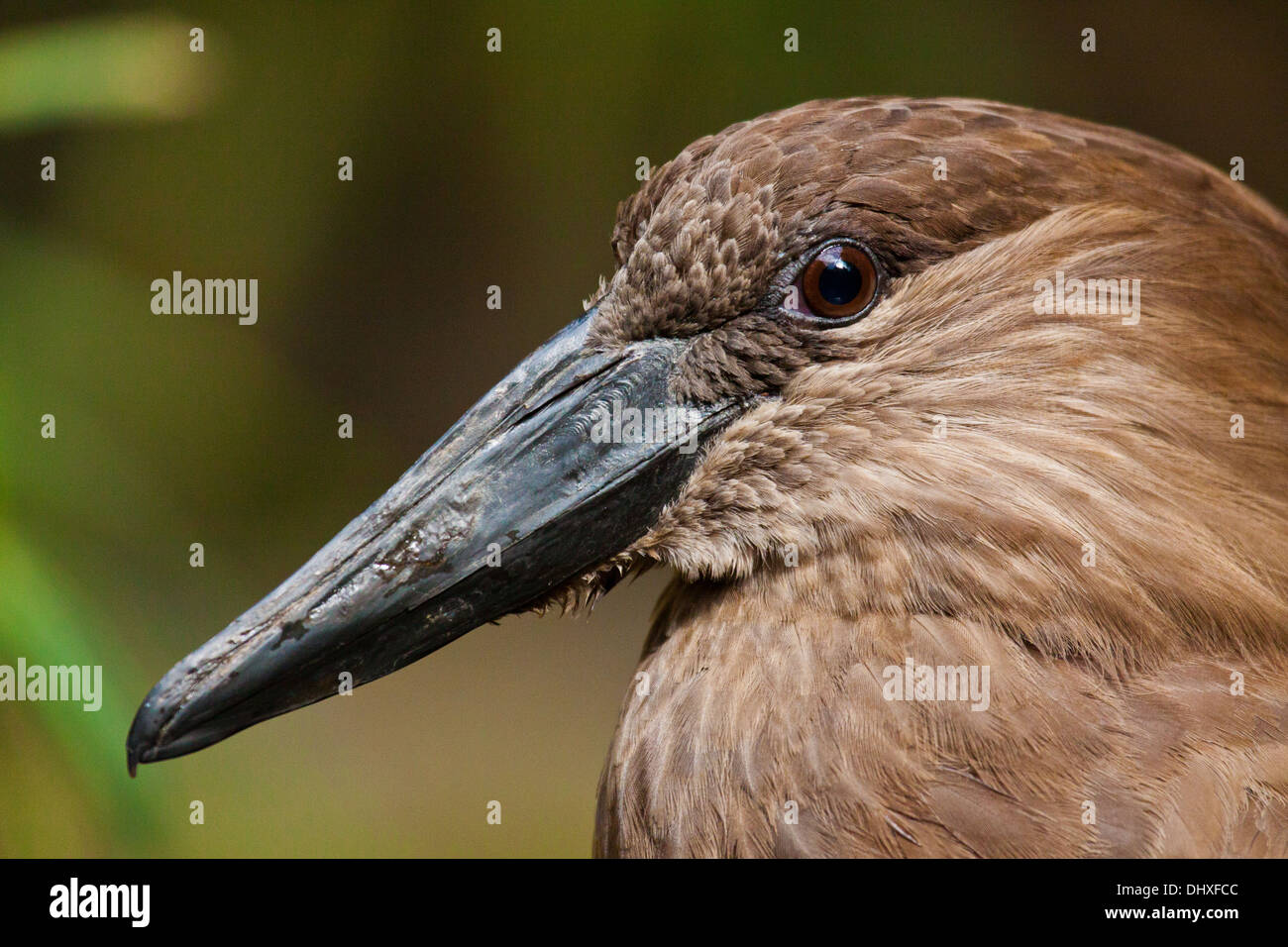 Hamerkop hammerhead scopus umbretta bird hi-res stock photography and ...