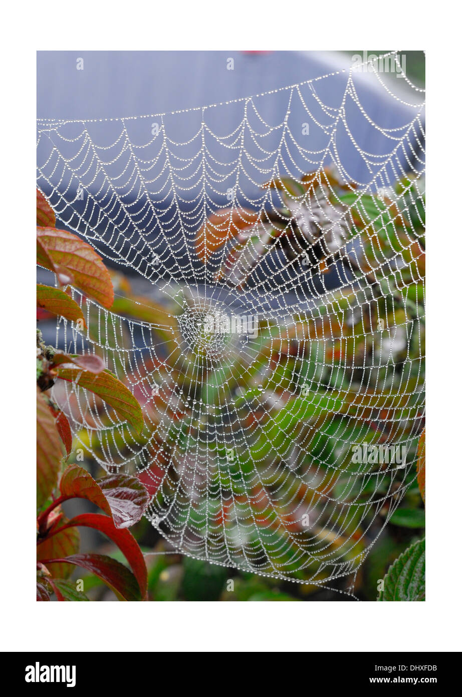 Hanging spiders hi-res stock photography and images - Alamy