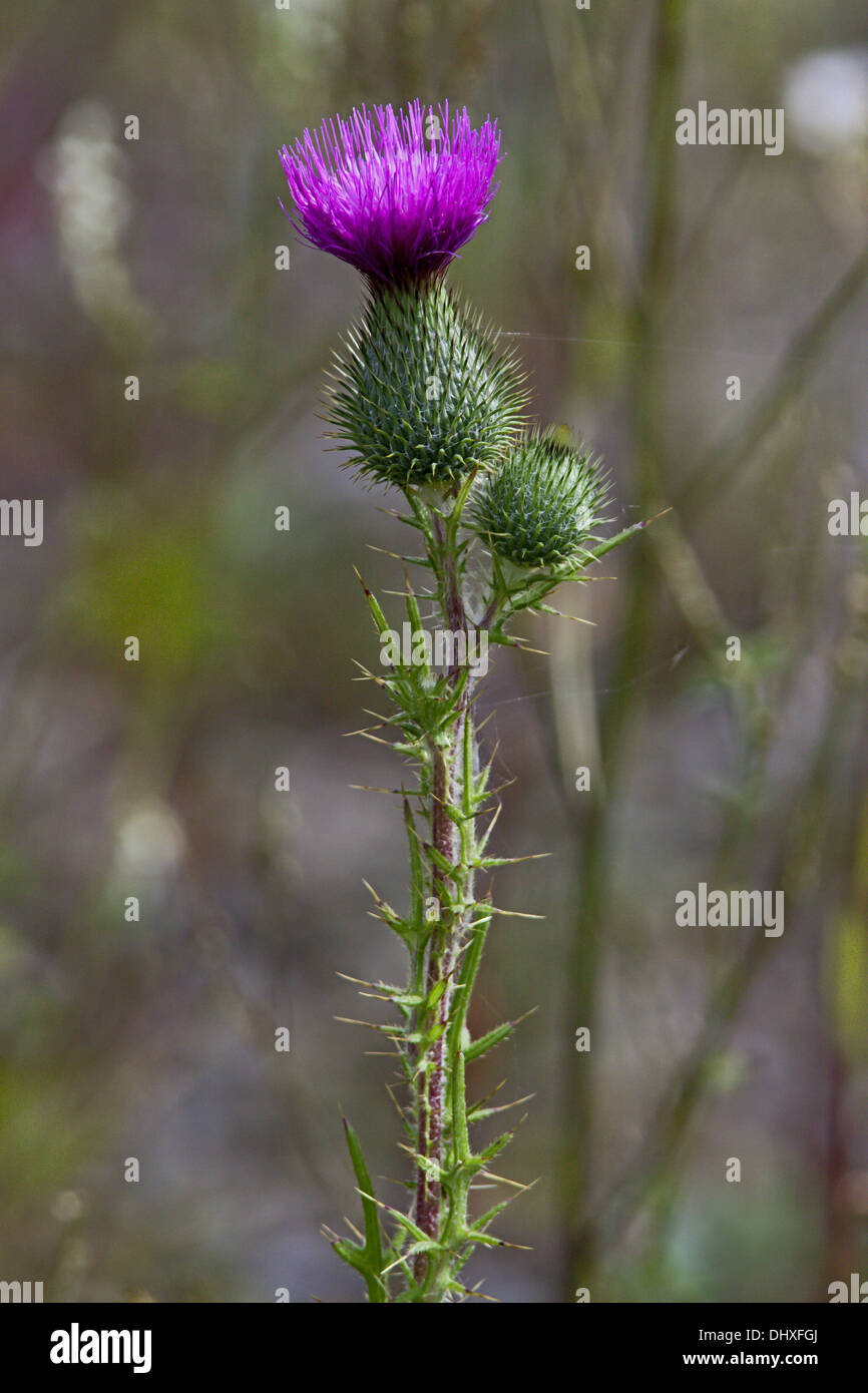 Carduus Acanthoides Spiny Plumeless Thistle Stock Photo Alamy