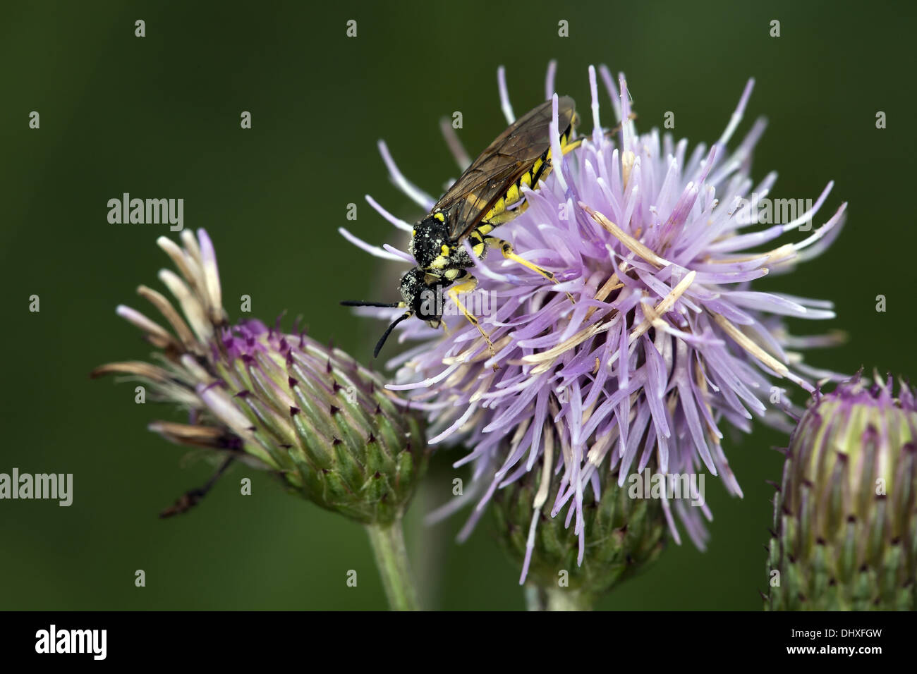 Common Sawfly, Tenthredo notha Stock Photo - Alamy