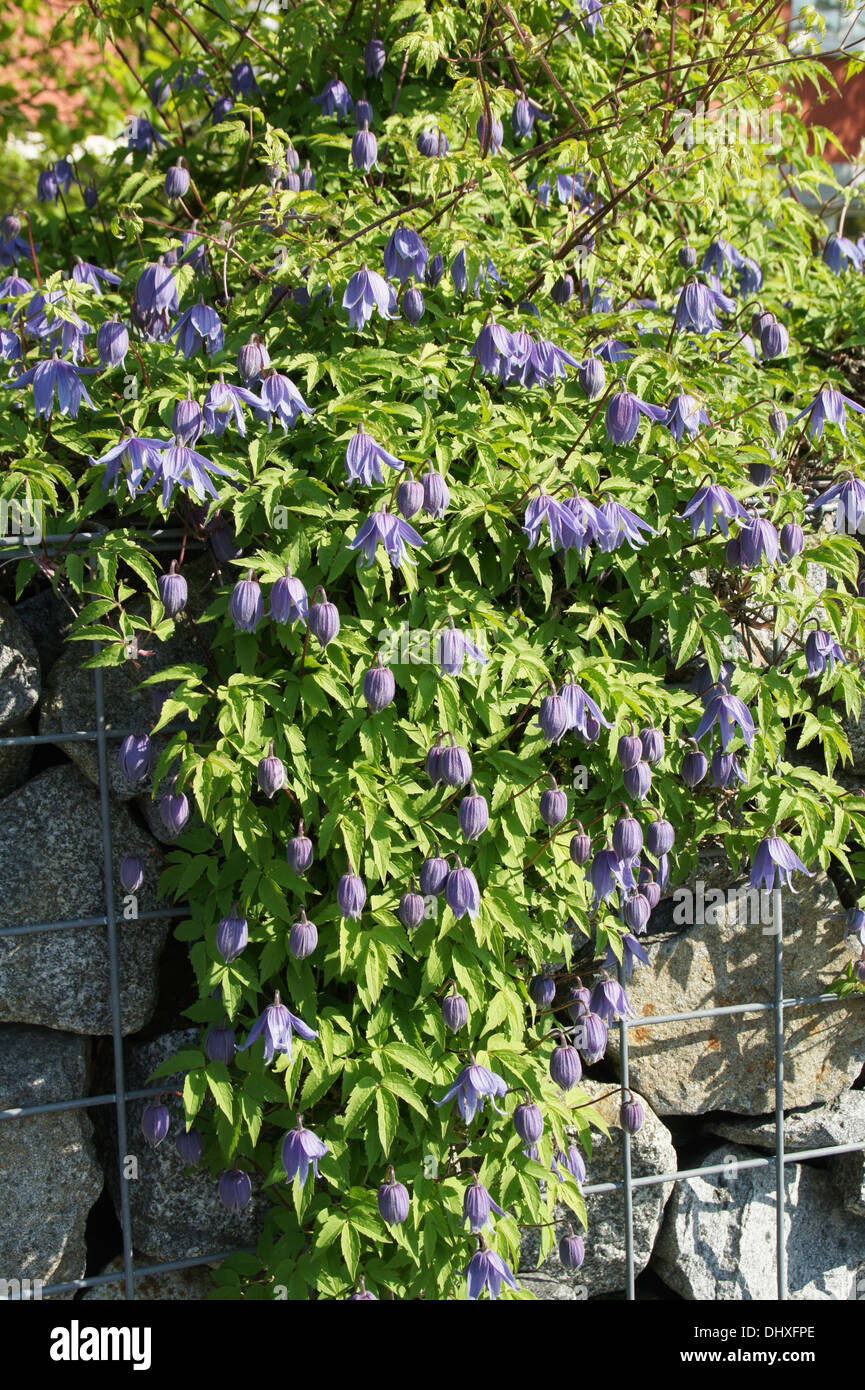 Clematis alpina hi-res stock photography and images - Alamy