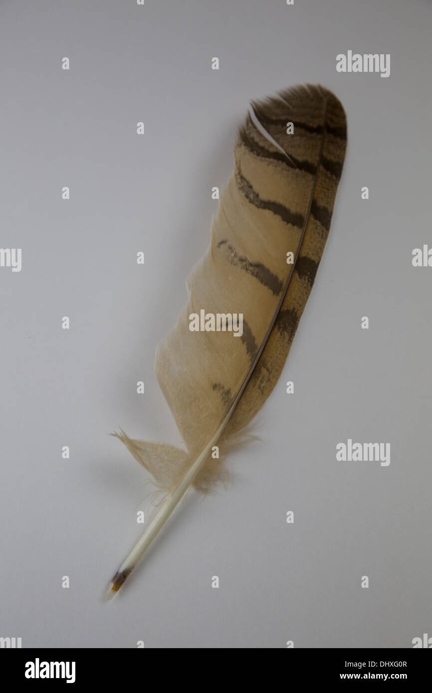 Feather writing ink owl pen quill vintage inkwell Stock Photo - Alamy