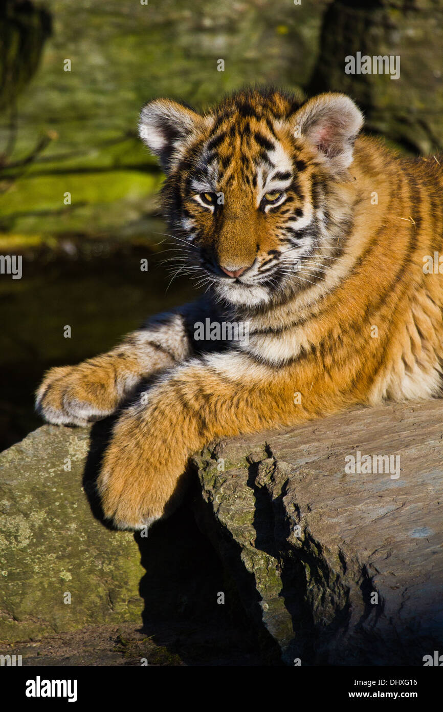 Siberian tiger (Panthera tigris altaica Stock Photo - Alamy