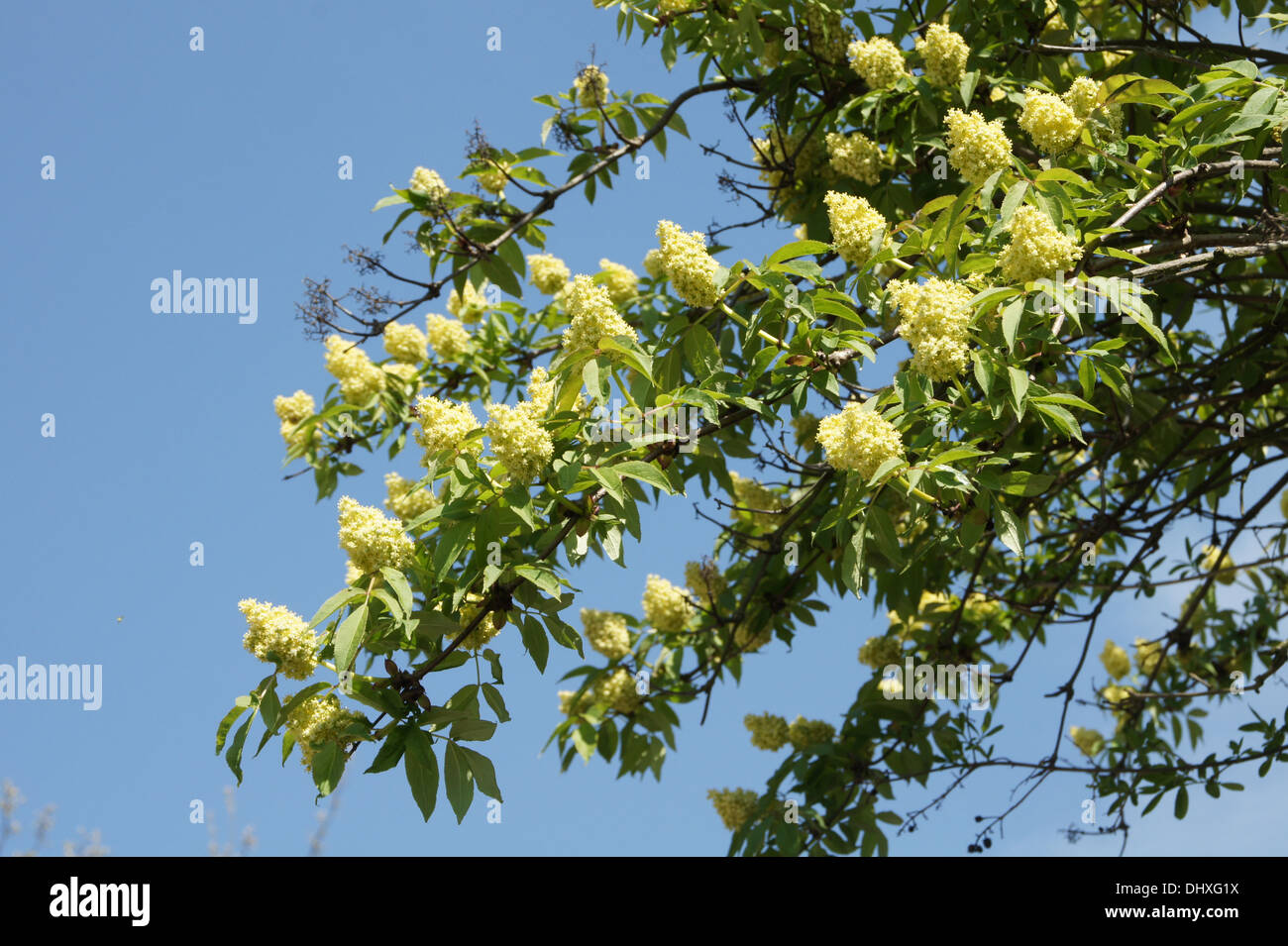 Roter holunder hi-res stock photography and images - Alamy