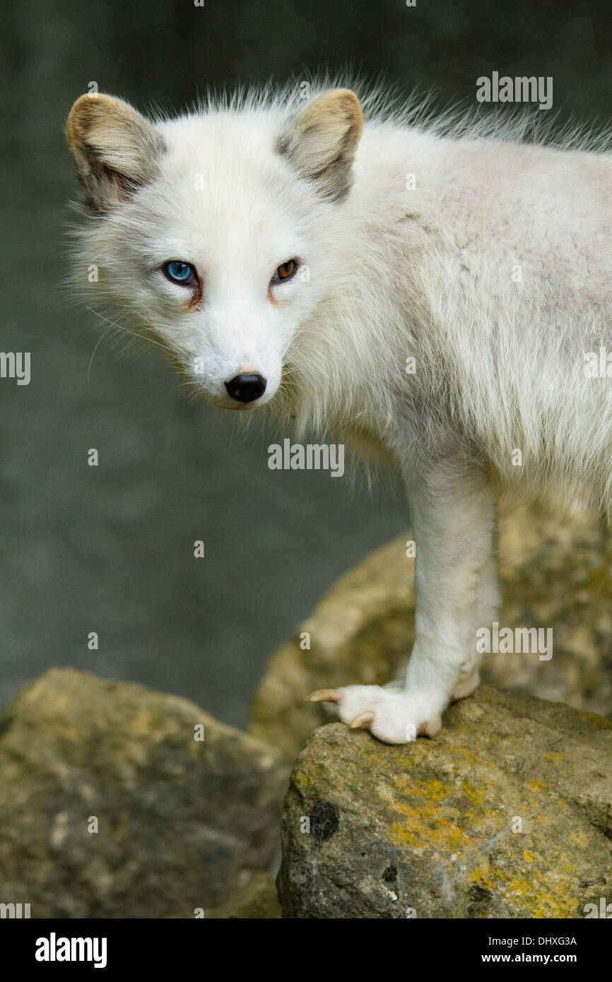 Arctic Fox (Alopex lagopus Stock Photo - Alamy