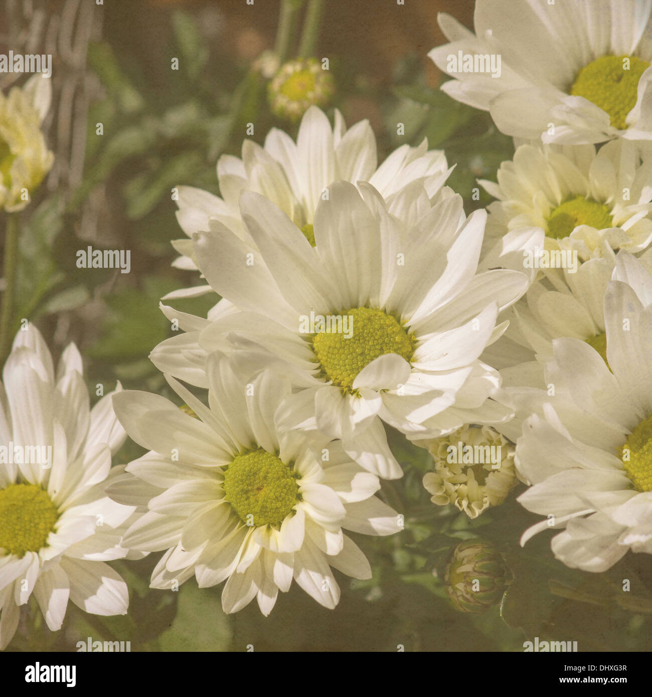White texture flowers hi-res stock photography and images - Alamy