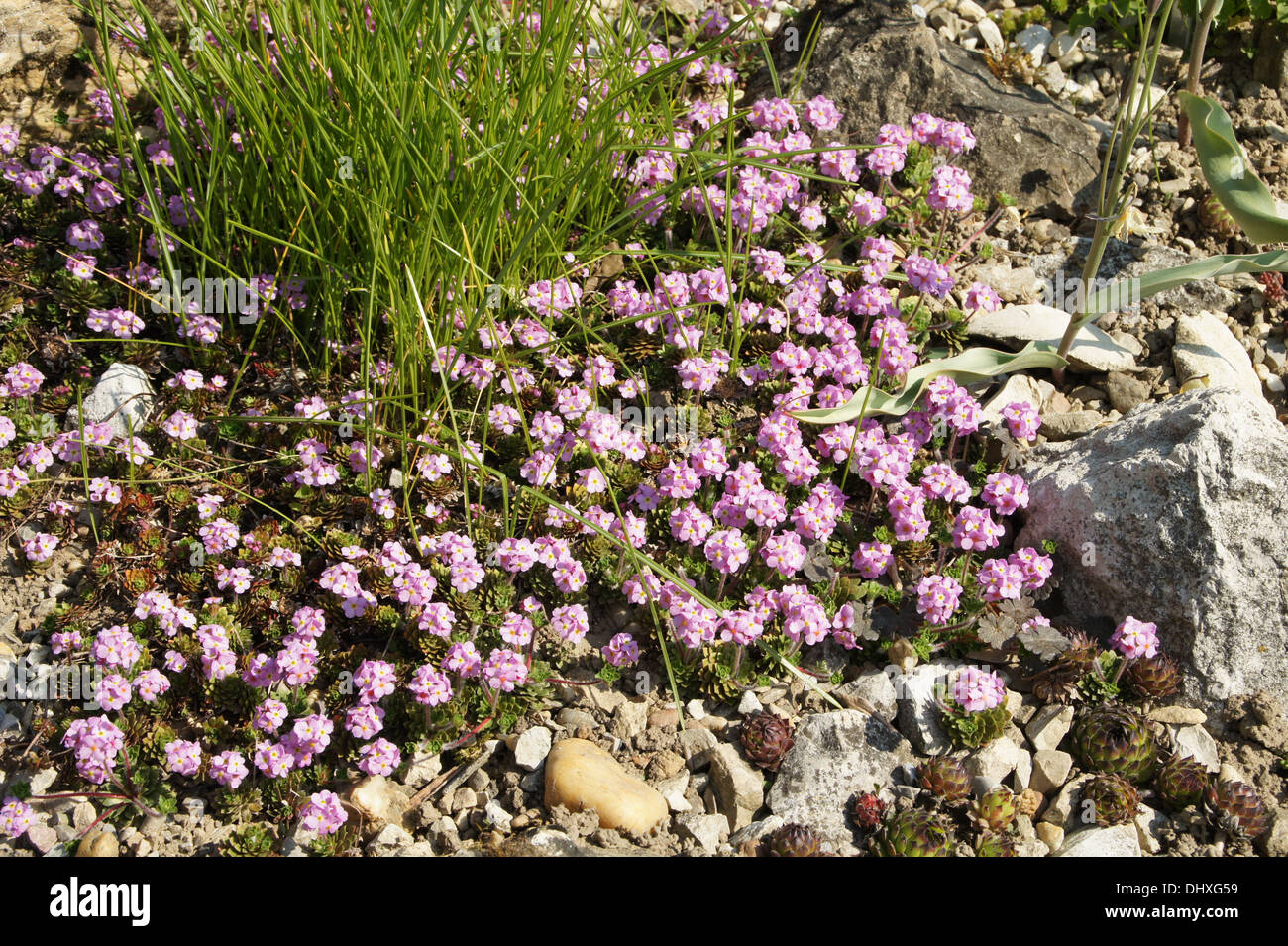 Androsace sempervivoides hi-res stock photography and images - Alamy