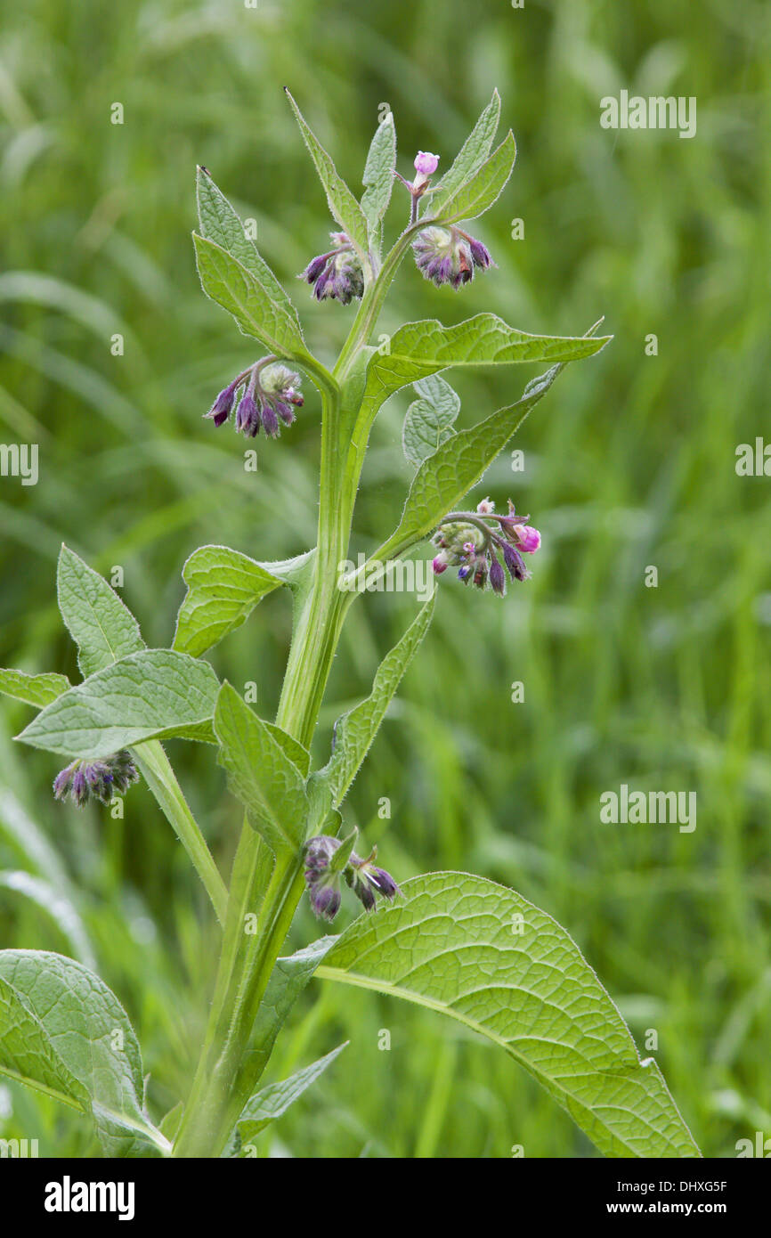 Common Comfrey, Symphytum officinale Stock Photo - Alamy