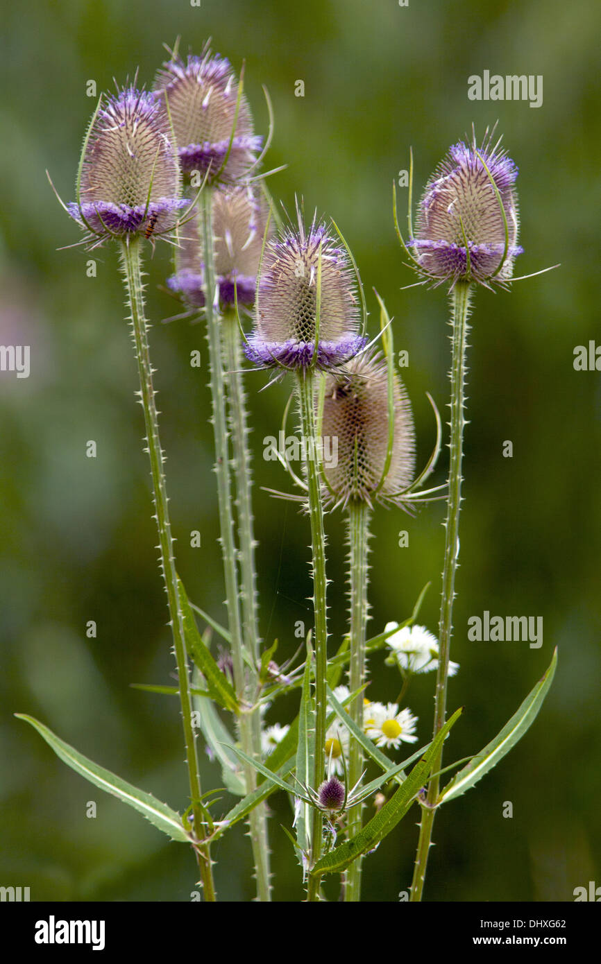 Dipsacus fullonum, Fuller's Teasel Stock Photo - Alamy