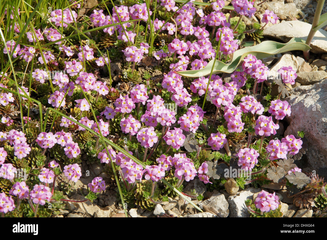 Androsace sempervivoides hi-res stock photography and images - Alamy